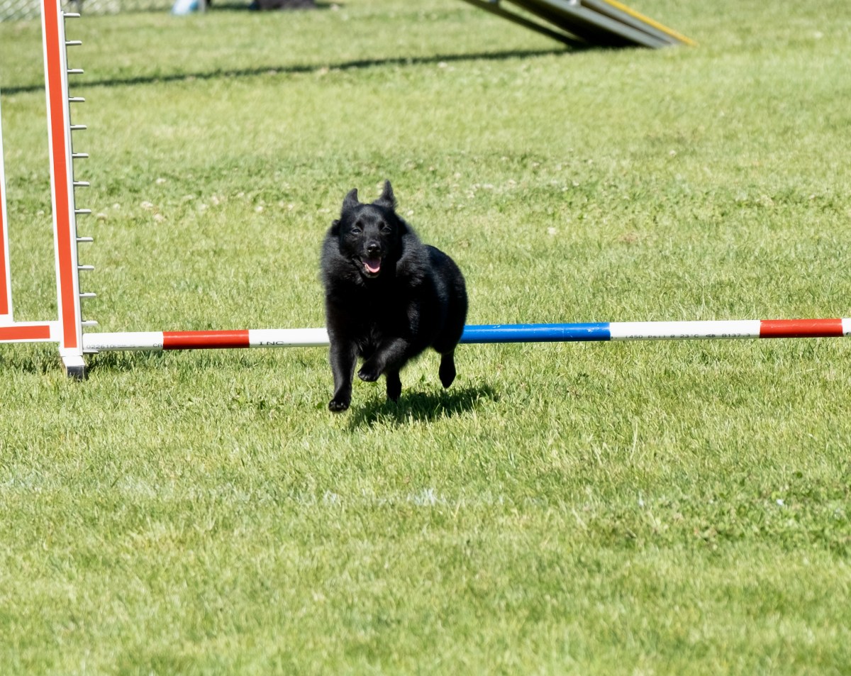 Ruby Goes To The Regionals Best Day Ever 0329